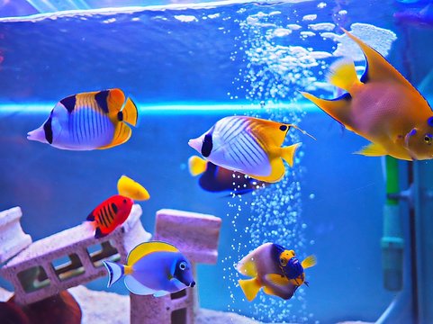 รูปภาพPollyfish – เลือกดูภาพถ่ายสต็อก เวกเตอร์ และวิดีโอ6,968 | Adobe Stock