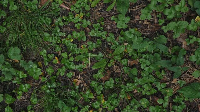 Poss Images – Browse 257 Stock Photos, Vectors, and Video | Adobe Stock