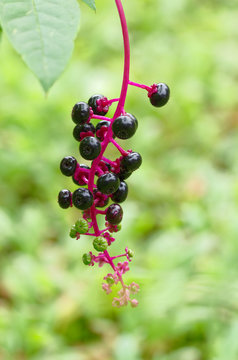 Scoke 画像 - 参照 2,383 Stock 写真、ベクターおよびビデオ | Adobe Stock