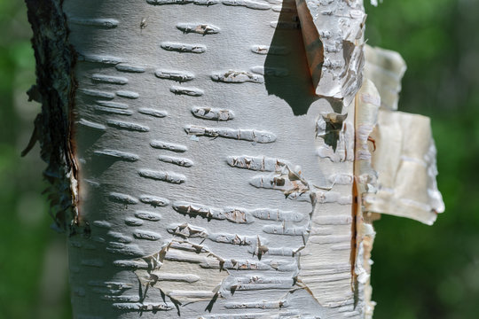 รูปภาพBirchbark – เลือกดูภาพถ่ายสต็อก เวกเตอร์ และวิดีโอ11,367 | Adobe ...