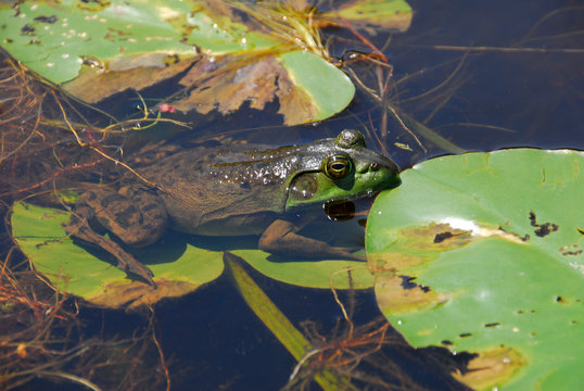 รูปภาพOuaouaron – เลือกดูภาพถ่ายสต็อก เวกเตอร์ และวิดีโอ74 | Adobe Stock