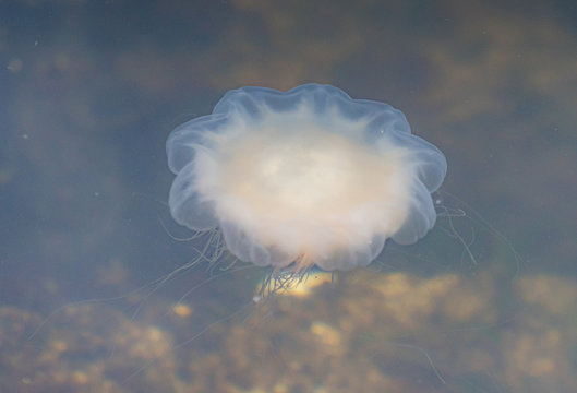 Meduza 이미지 – 찾아보기 778 스톡 사진, 벡터 및 비디오 | Adobe Stock