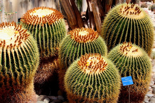 Magnoliopsida 이미지 – 찾아보기 9,516 스톡 사진, 벡터 및 비디오 | Adobe Stock