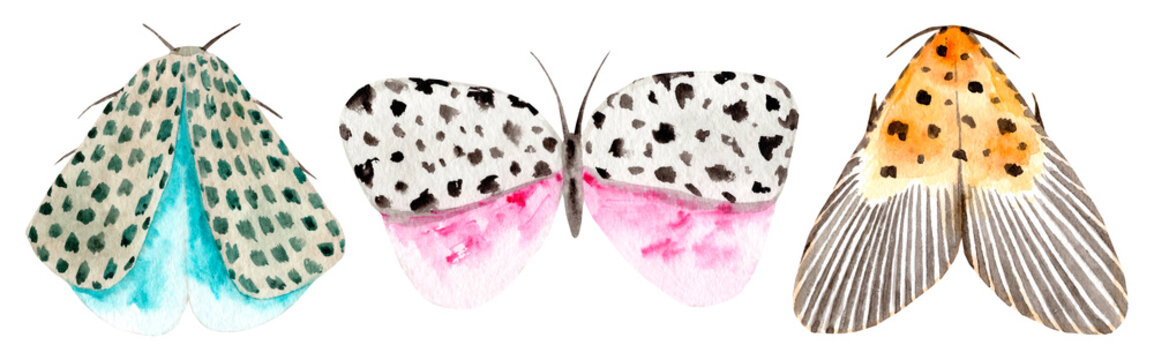 Hawk Moth Drawing Images – Browse 1,388 Stock Photos, Vectors, and ...