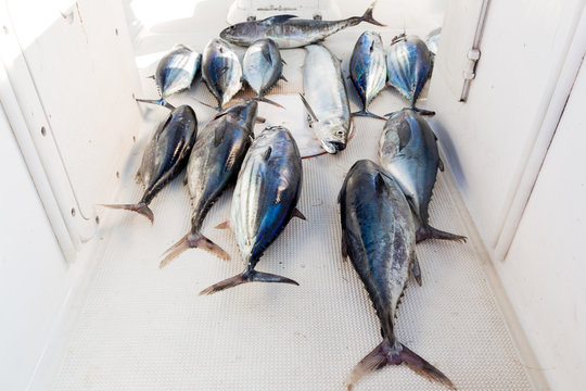 รูปภาพBluefin – เลือกดูภาพถ่ายสต็อก เวกเตอร์ และวิดีโอ10,474 | Adobe Stock