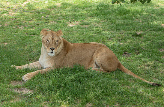 Imagens de Lionees – Explore Fotografias do Stock, Vetores e Vídeos de ...