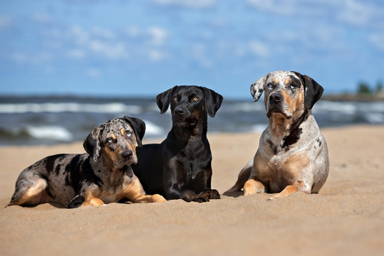Louisiana State Dog