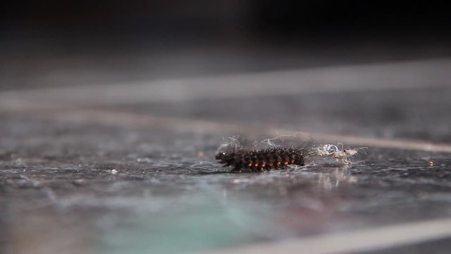 Bicho-Cabeludo Images – Browse 17 Stock Photos, Vectors, and Video ...