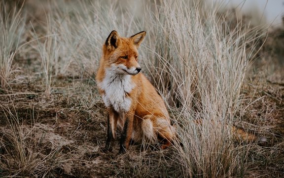 343 BESTE Leisefuchs BILDER, STOCK-FOTOS & -VEKTORGRAFIKEN | Adobe Stock