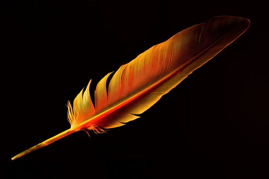 "Rainbow Feather" Images – Browse 81 Stock Photos, Vectors, and Video ...