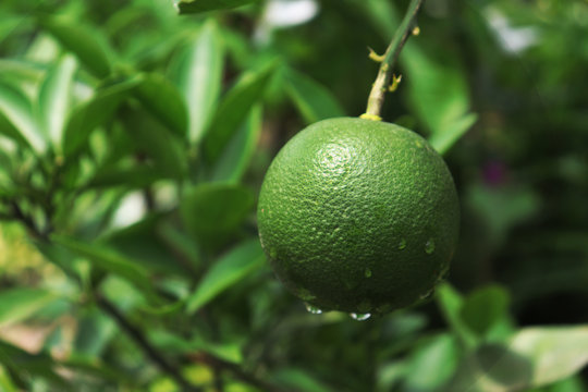 "Malta Fruit" Images – Browse 43 Stock Photos, Vectors, and Video ...