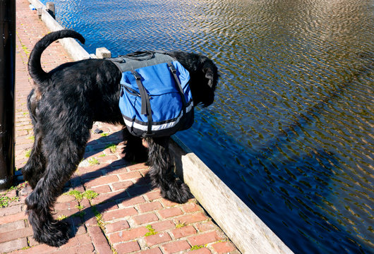 Snouter-Bilder: Stock-Fotos & -Videos. | Adobe Stock