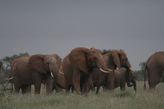 Pachiderma Images – Parcourir 820 le catalogue de photos, vecteurs et ...