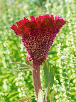 Cristation Images – Browse 10 Stock Photos, Vectors, and Video | Adobe ...