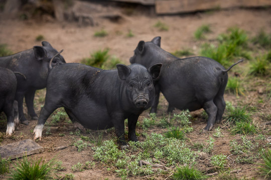 "Black Pigs" Images – Browse 481 Stock Photos, Vectors, and Video ...