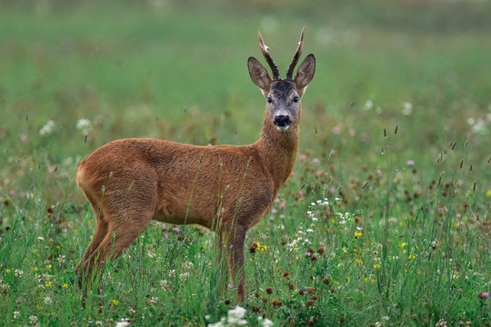 Cervinae Bilder – Durchsuchen 4,850 Archivfotos, Vektorgrafiken und ...