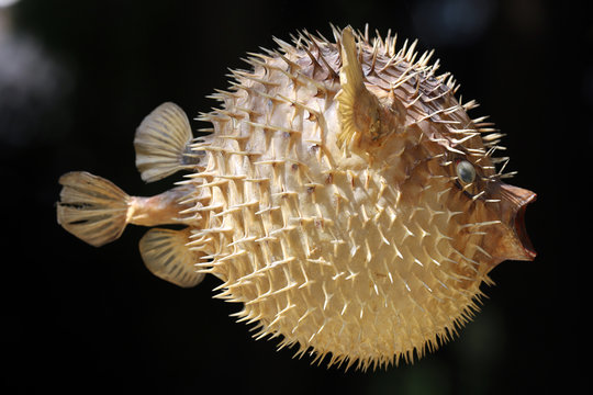 รูปภาพBlowfish – เลือกดูภาพถ่ายสต็อก เวกเตอร์ และวิดีโอ26,224 | Adobe Stock