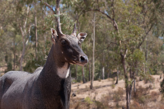 รูปภาพNilgai – เลือกดูภาพถ่ายสต็อก เวกเตอร์ และวิดีโอ2,210 | Adobe Stock