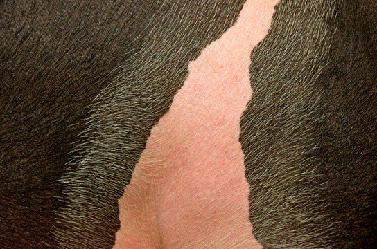 "Pig Skin" Images – Parcourir 451 le catalogue de photos, vecteurs et ...