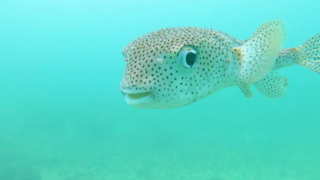 Smiling Puffer Fish