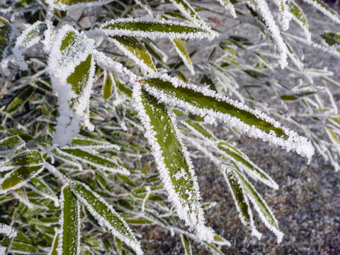 รูปภาพNachtfrost – เลือกดูภาพถ่ายสต็อก เวกเตอร์ และวิดีโอ798 | Adobe Stock
