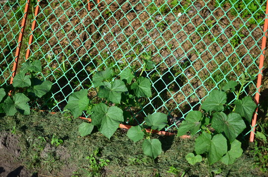 Trudge Images – Browse 1,588 Stock Photos, Vectors, and Video | Adobe Stock