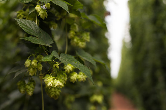 Hopfenanbau Bilder – Durchsuchen 885 Archivfotos, Vektorgrafiken und ...