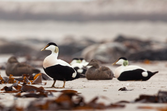 รูปภาพEider – เลือกดูภาพถ่ายสต็อก เวกเตอร์ และวิดีโอ6,709 | Adobe Stock
