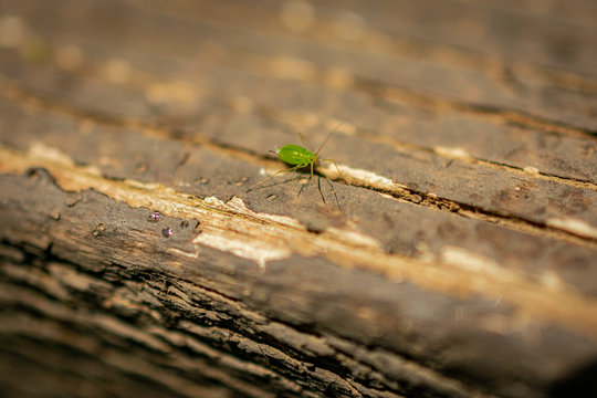 "Green Insects" Immagini - Sfoglia 245 foto, vettoriali e video Stock ...