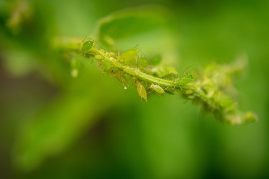 "Green Insects" Immagini - Sfoglia 245 foto, vettoriali e video Stock ...