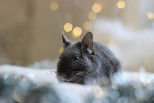 Caviomorpha Bilder – Durchsuchen 381 Archivfotos, Vektorgrafiken und ...