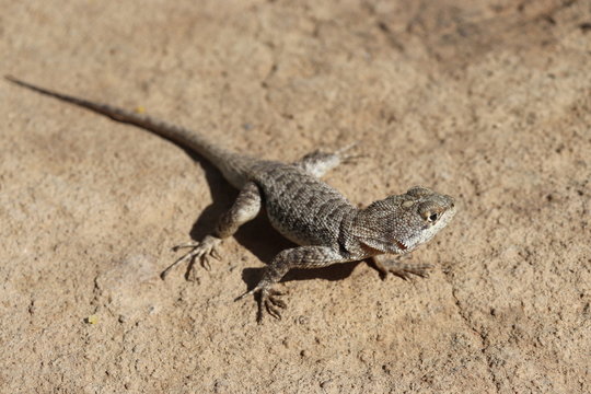 Calango Imagens – Procure 445,554 fotos, vetores e vídeos | Adobe Stock