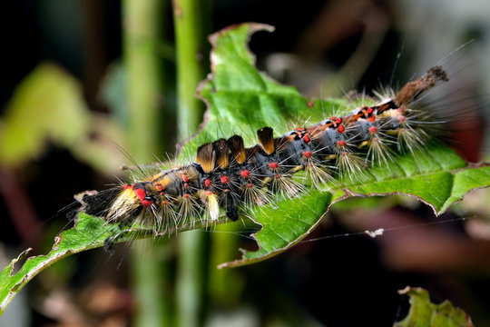 รูปภาพTussock – เลือกดูภาพถ่ายสต็อก เวกเตอร์ และวิดีโอ77,693 | Adobe Stock