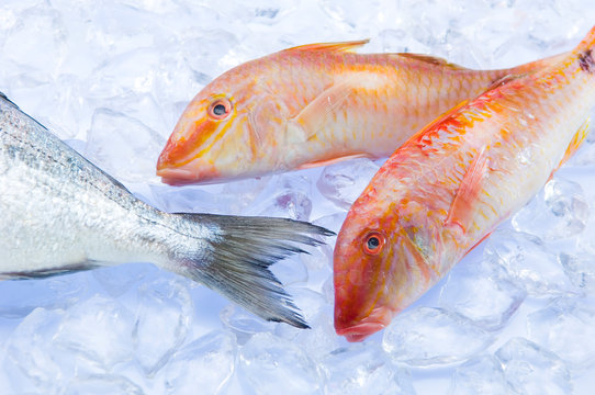 Rotbarbe Imagens – Procure 120 fotos, vetores e vídeos | Adobe Stock