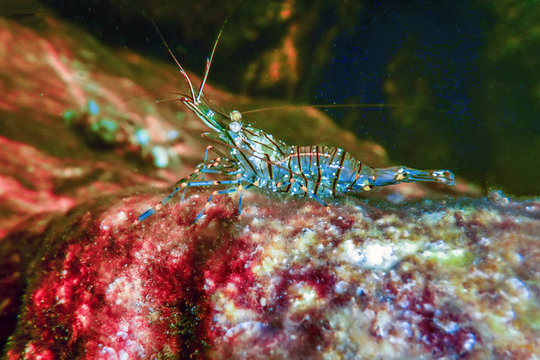 Prawn Underwater