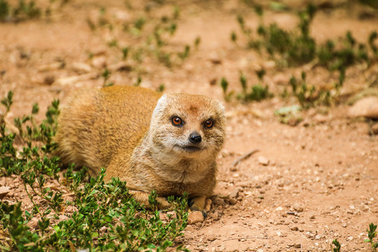 รูปภาพZoa – เลือกดูภาพถ่ายสต็อก เวกเตอร์ และวิดีโอ604 | Adobe Stock
