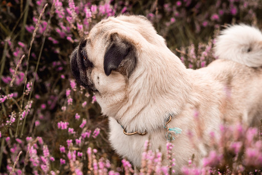 Lefze Images – Browse 31 Stock Photos, Vectors, and Video | Adobe Stock