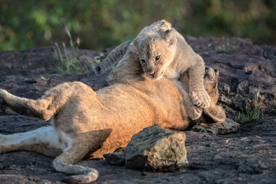 "Baby Lions" Bilder – Durchsuchen 130 Archivfotos, Vektorgrafiken und ...