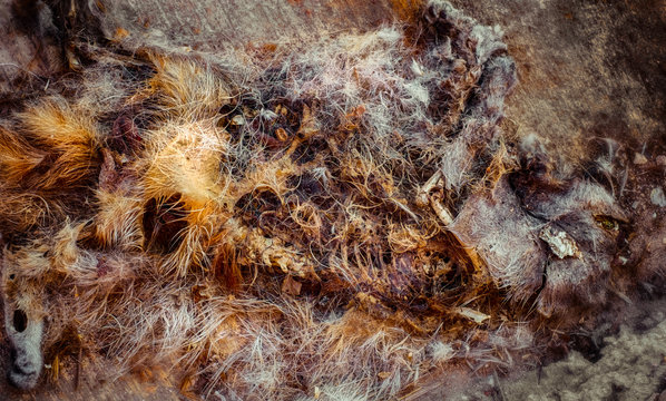 รูปภาพRotting – เลือกดูภาพถ่ายสต็อก เวกเตอร์ และวิดีโอ1,602,332 | Adobe ...