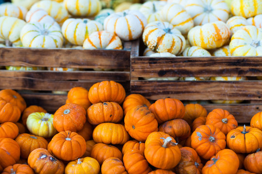 รูปภาพPumkins – เลือกดูภาพถ่ายสต็อก เวกเตอร์ และวิดีโอ2,948 | Adobe Stock