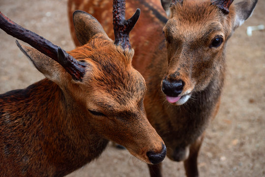 Imágenes de Cervi: descubre bancos de fotos, ilustraciones, vectores y ...