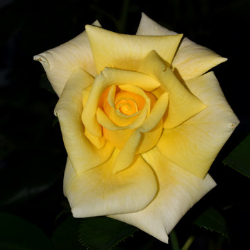 Fuchs-Rose Images – Browse 4 Stock Photos, Vectors, and Video | Adobe Stock