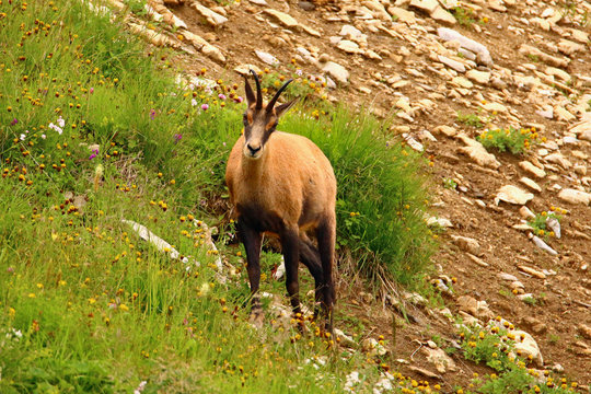 Gamswild bilder – Bläddra bland 202 stockfoton, vektorer och videor ...