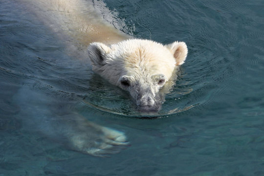 รูปภาพHypercarnivorous – เลือกดูภาพถ่ายสต็อก เวกเตอร์ และวิดีโอ407 ...