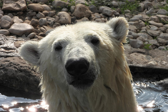 รูปภาพHypercarnivorous – เลือกดูภาพถ่ายสต็อก เวกเตอร์ และวิดีโอ407 ...