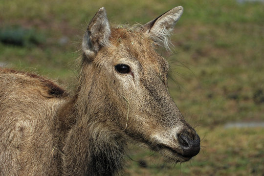 รูปภาพGraminivorous – เลือกดูภาพถ่ายสต็อก เวกเตอร์ และวิดีโอ733 | Adobe ...