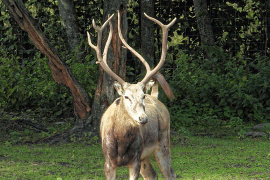 รูปภาพGraminivorous – เลือกดูภาพถ่ายสต็อก เวกเตอร์ และวิดีโอ733 | Adobe ...