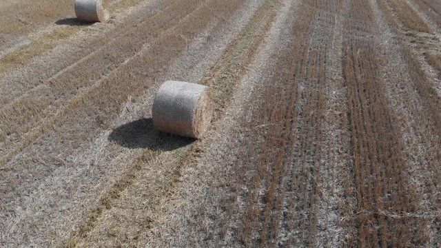 Obrazy (Snopek) — zdjęcia, wektory i wideo bez tantiem (176) | Adobe Stock