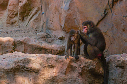 Rotarschpavian-Bilder: Stock-Fotos & -Videos. | Adobe Stock