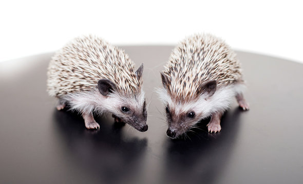 รูปภาพHoglet – เลือกดูภาพถ่ายสต็อก เวกเตอร์ และวิดีโอ262 | Adobe Stock